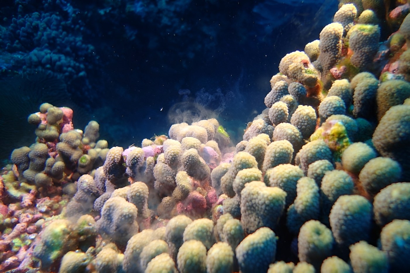 Stetson Bank Kraken Exploraion | Texas Caribbean Charters